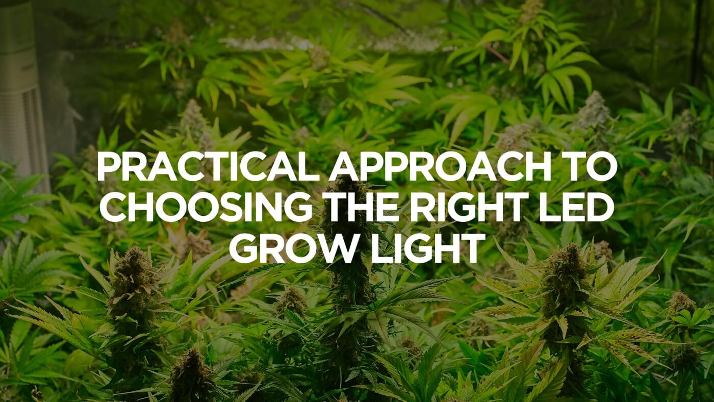 Master Success: Navigating The Green Frontier with Catalyst BC