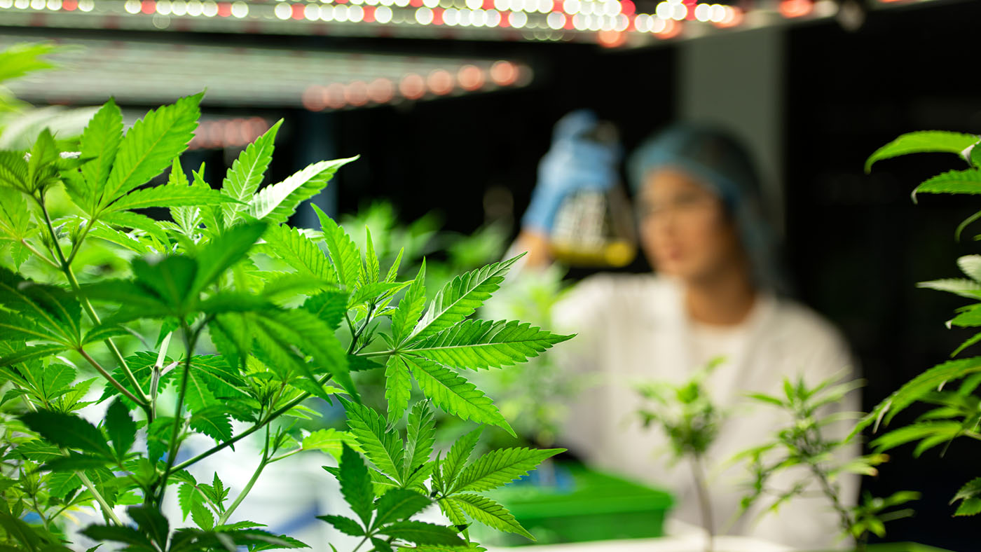 Vertical Farming: Revolutionizing the Cannabis Industry | Catalyst BC