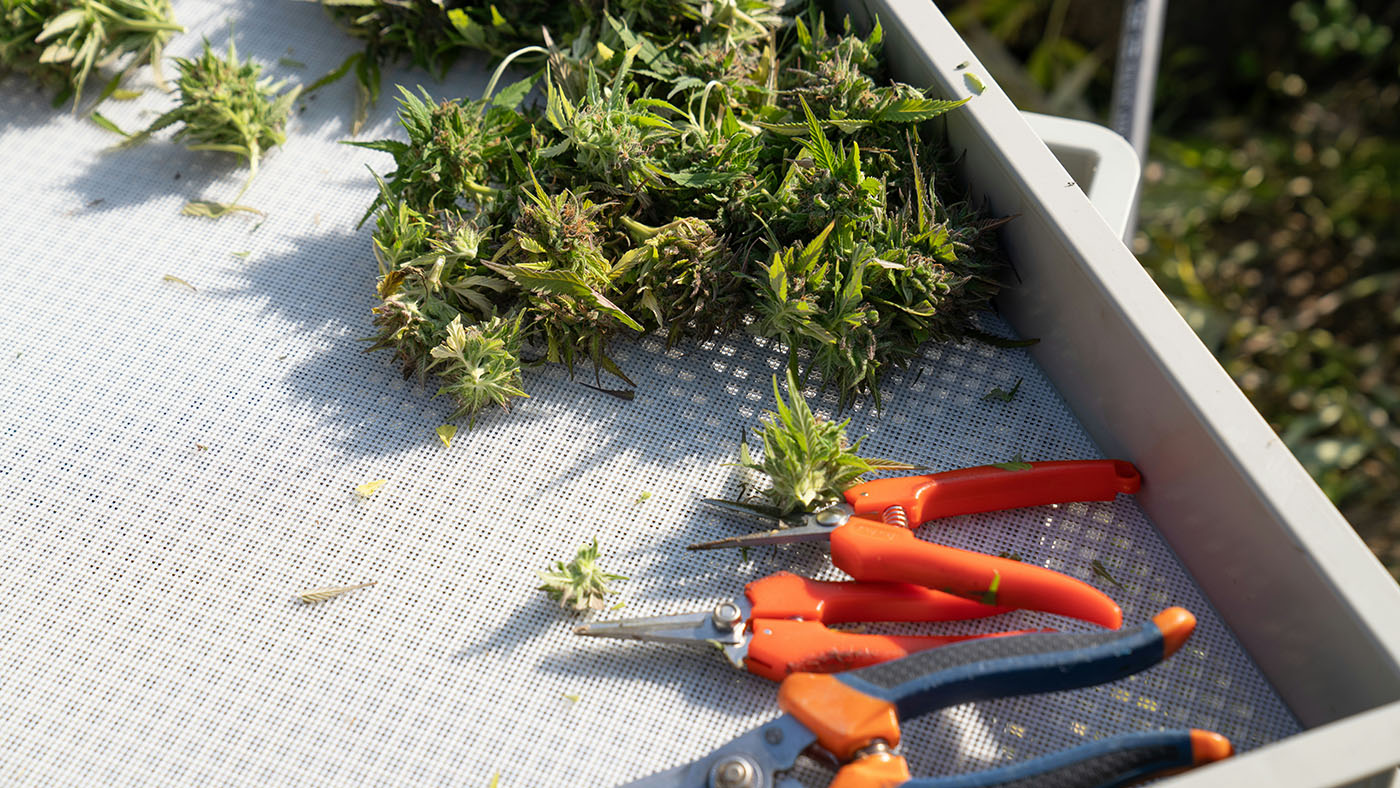 When Should You Hire a Master Grower | Catalyst BC