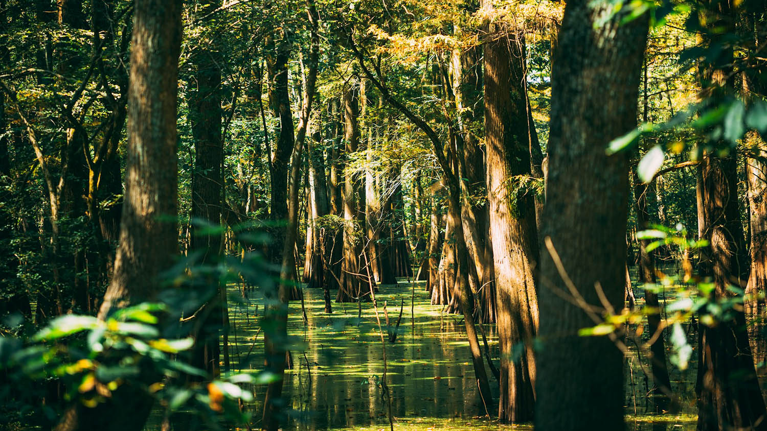 Mississippi Cannabis Consulting | Catalyst BC Consulting Services