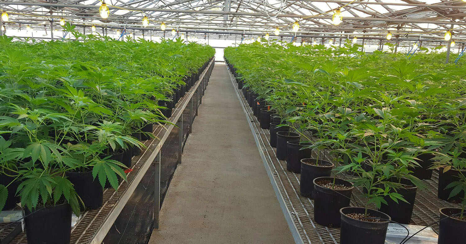 Controlled Environmental Agriculture (CEA) Services | Catalyst BC
