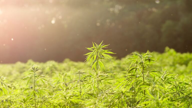 Cannabis Legalization Hawaii 2025 Update | Catalyst BC