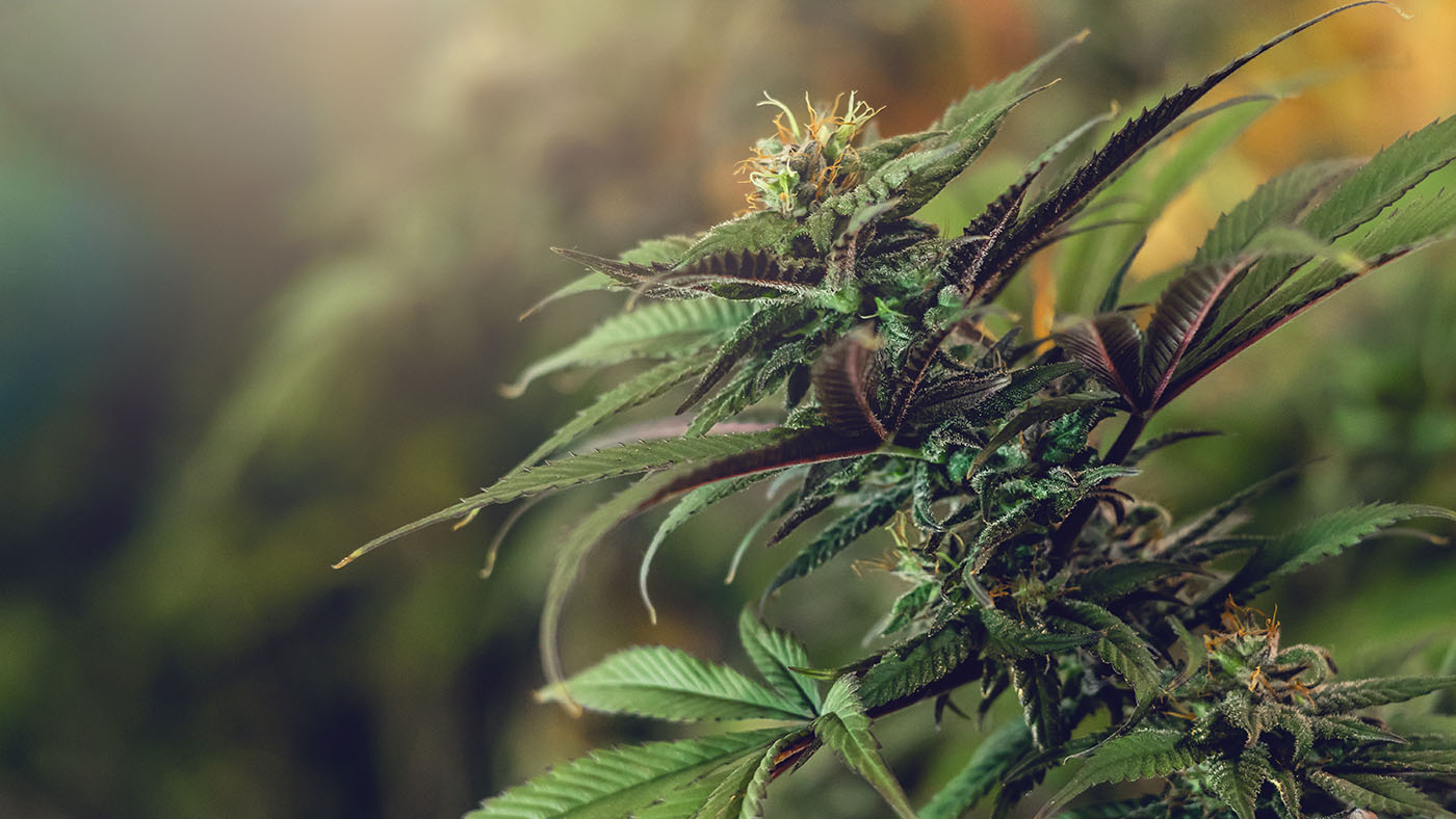 Cannabis Legalization Kansas 2025 Update | Catalyst BC