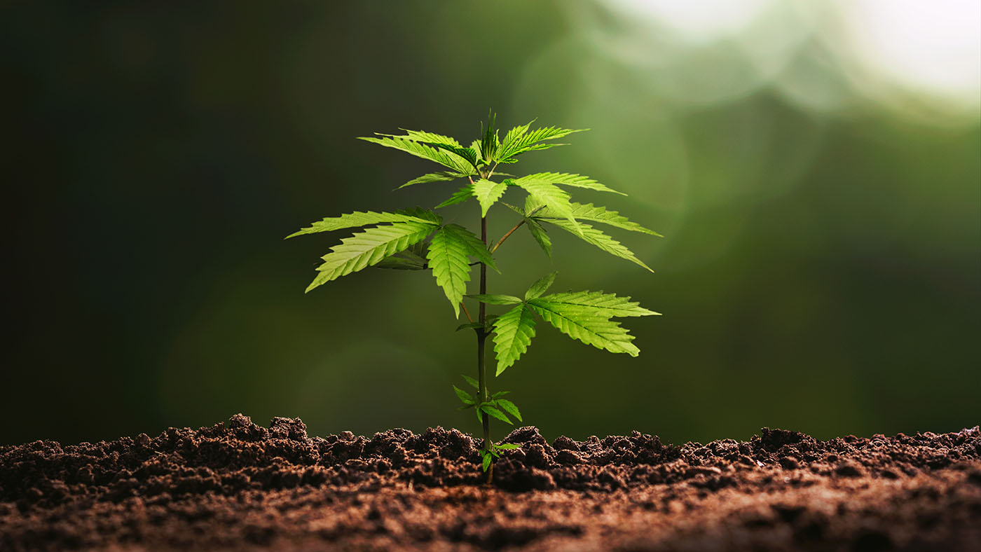 Cannabis Legalization South Carolina 2025 Update | Catalyst BC
