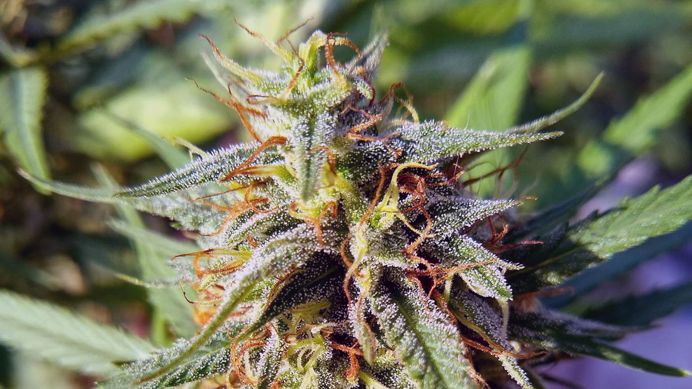 Iowa Cannabis Legalization 2025 Update | Catalyst BC