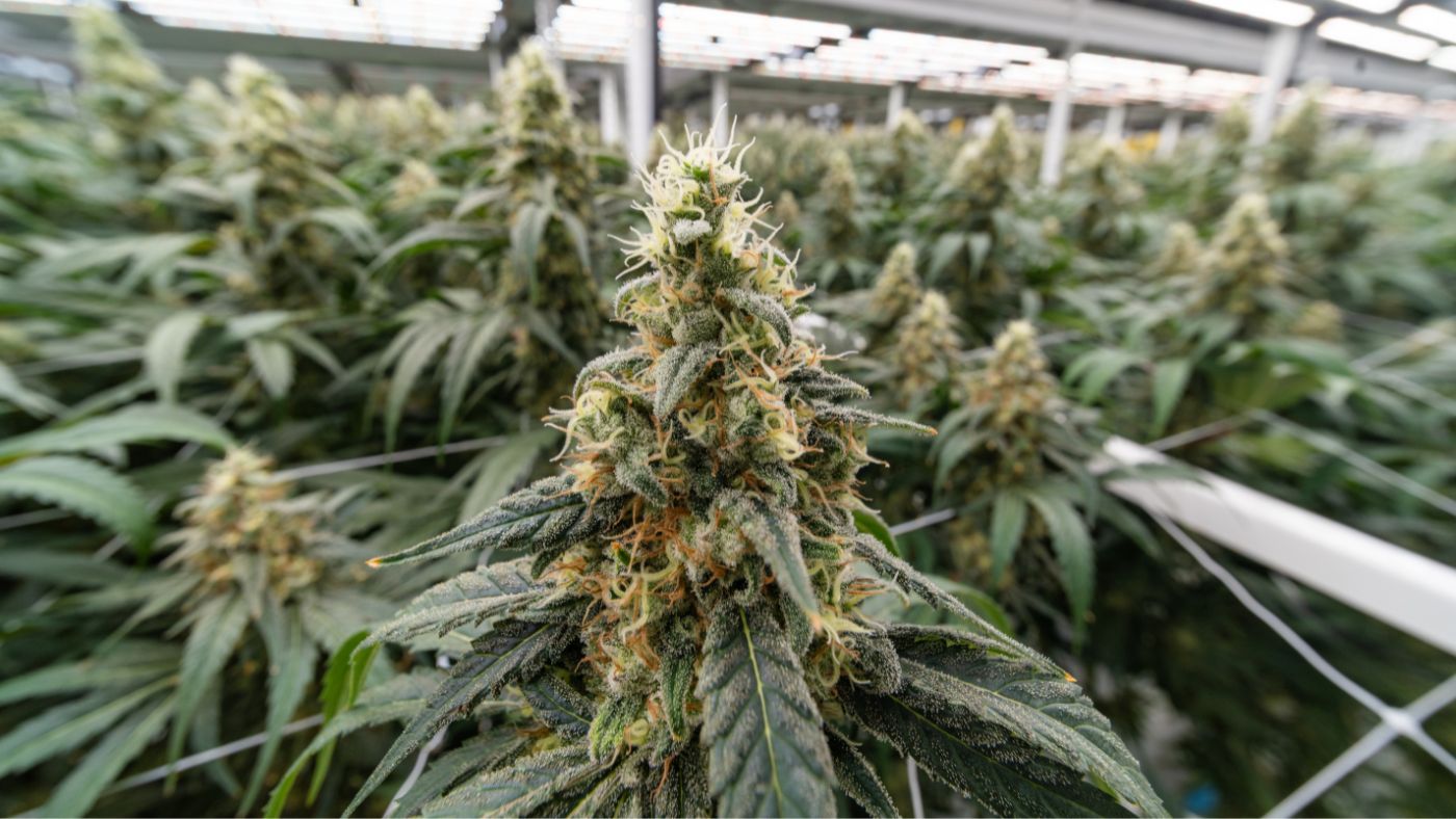 Cannabis Vertical Farming Services | Catalyst BC